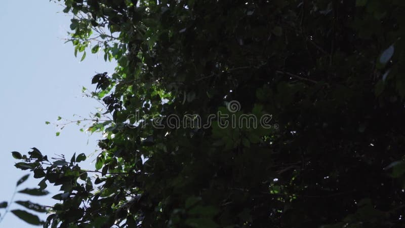 Squirrel Monkey Jumping through Canopy of the Rainforest Stock Footage ...