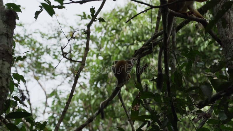 Squirrel Monkey Jumping through Canopy of the Rainforest Stock Footage ...