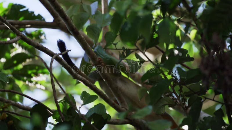 Squirrel Monkey Jumping through Canopy of the Rainforest Stock Video ...
