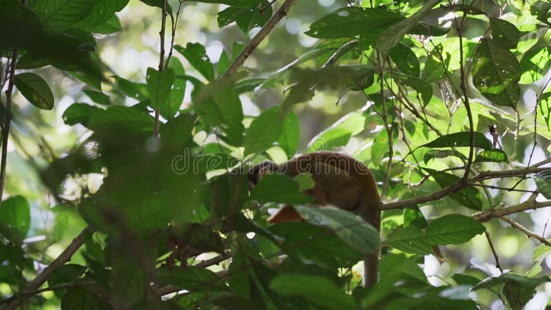 Squirrel Monkey Jumping through Canopy of the Rainforest Stock Video ...