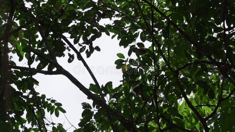 Squirrel Monkey Jumping through Canopy of the Rainforest Stock Footage ...