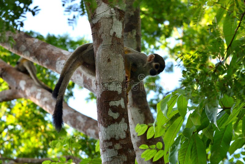 Squirrel Monkey in the Jungle, Amazon, Brazil Stock Image - Image of ...