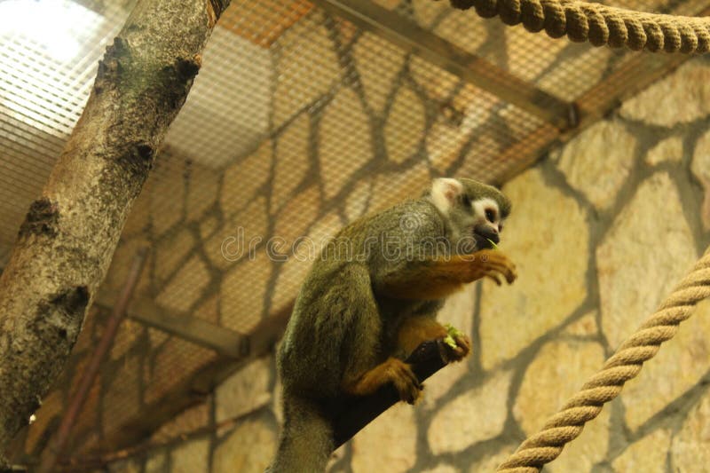 Squirrel Monkey Looking Down Sitting on a Branch. Funny Monkeys Animals Stock Image - Image of ...