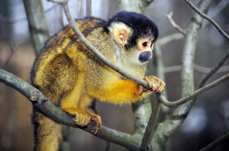 Squirrel monkey stock image. Image of scurries, squirrel - 31067753
