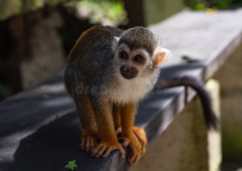 Squirrel Monkey in the Park Stock Image - Image of monkey, happy: 237853231
