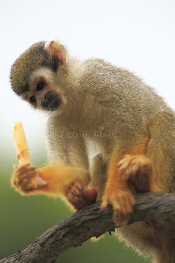 Squirrel Monkey 3 stock photo. Image of wildlife, predator - 30809802