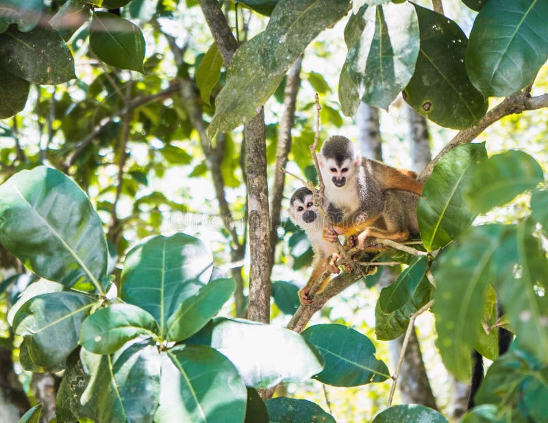 Squirrel Monkey Playing on the Tree Branch Stock Image - Image of ...
