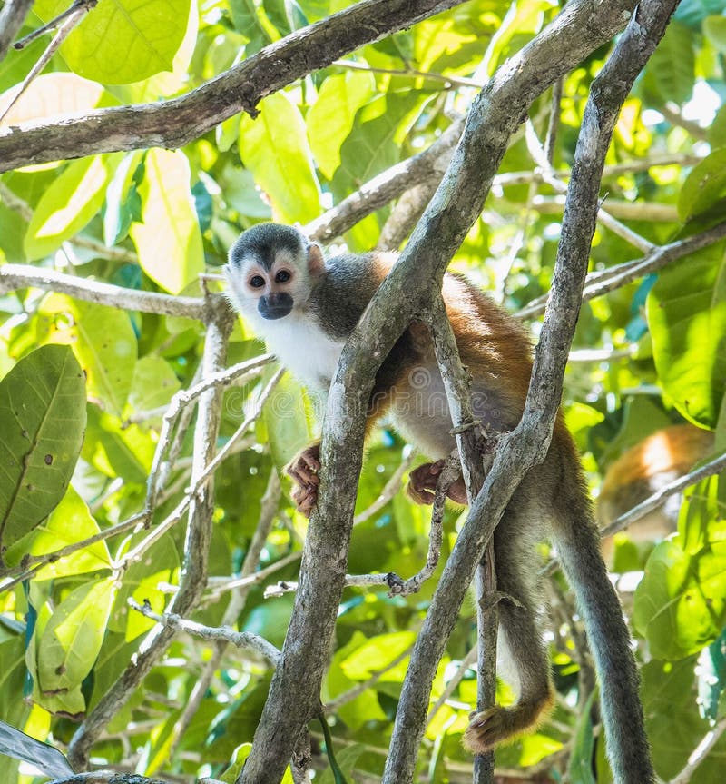 Squirrel Monkey Playing on the Tree Branch Stock Image - Image of full ...