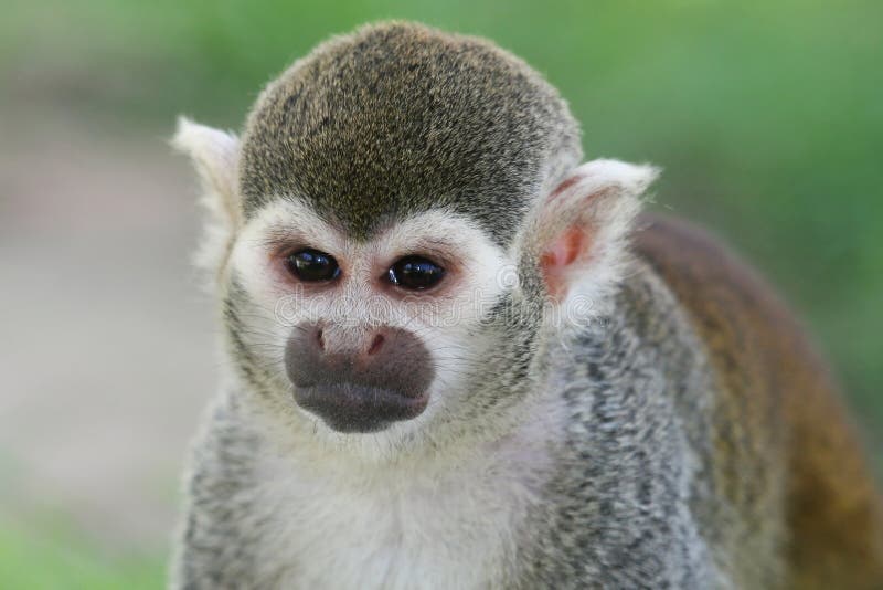 Common Squirrel Monkey on White Stock Image - Image of monkey, america ...