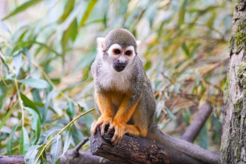 A squirrel monkey. stock photo. Image of squirrel, portrait - 270915990