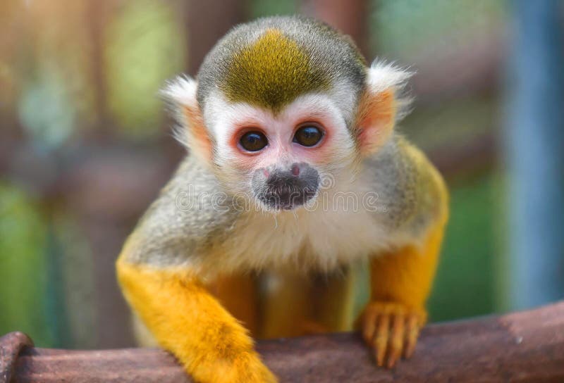 Squirrel Monkey Portrait , Ia Generated, Stock Illustration ...