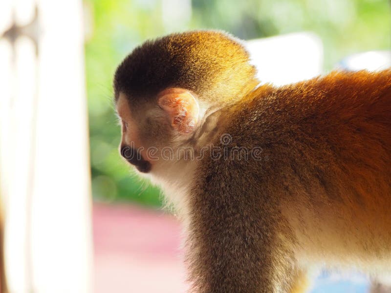 Squirrel Monkey in Profile, Facing the Sunlight Stock Photo - Image of ...