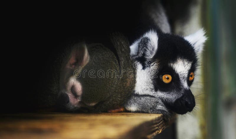 Squirrel Monkey and Ring - Tailed Lemur Stock Photo - Image of lovely ...