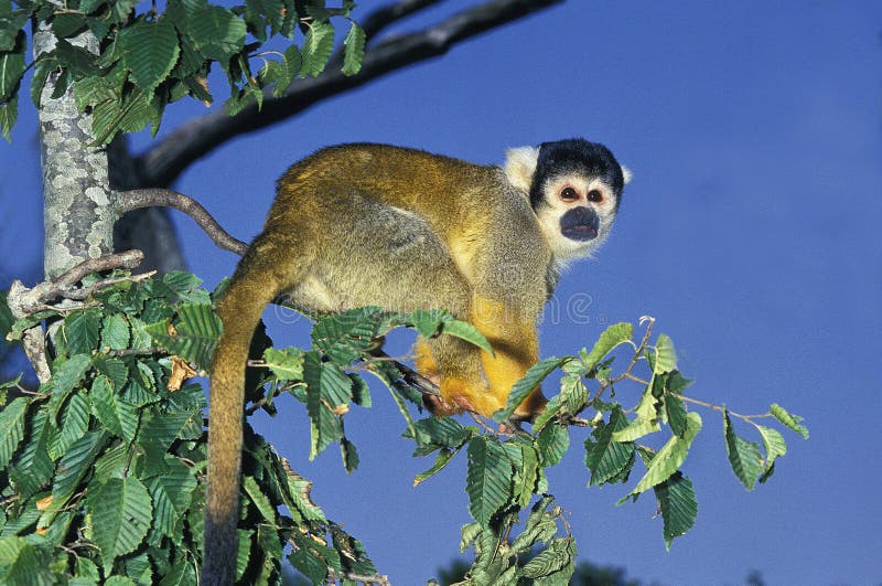 Squirrel Monkey, Saimiri Sciureus, Adult Standing on Branch Stock Photo ...