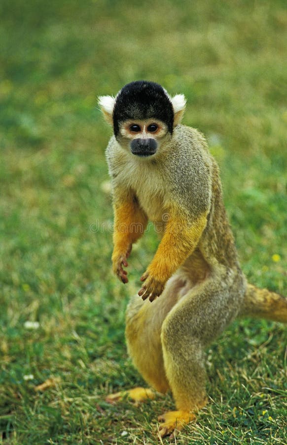 SQUIRREL MONKEY Saimiri Sciureus, ADULT STANDING on HIND LEGS Stock ...