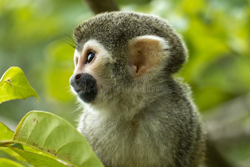 Squirrel Monkey Saimiri Sciureus in the Tapajos River, Amazon ...