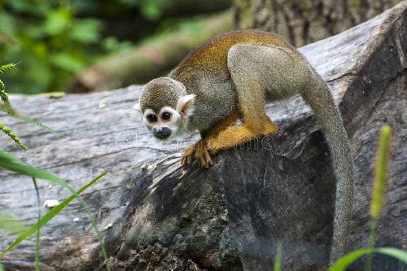 Squirrel Monkey (Saimiri Sciureus) Stock Photo - Image of rainforest, sciureus: 43839166