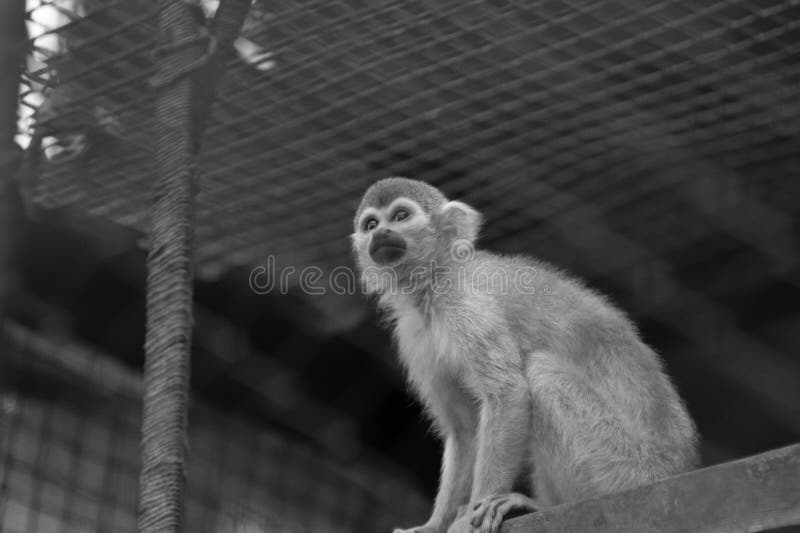 Simia Sciurea Stock Photos - Free & Royalty-Free Stock Photos from ...