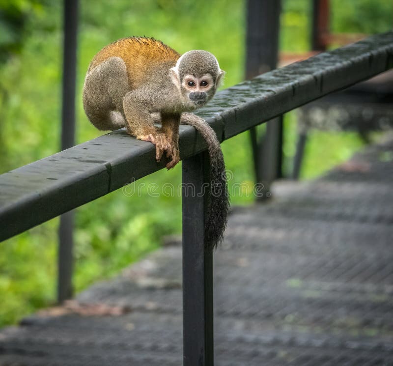 A Squirrel Monkey Sits on the Railing of an Eco Lodge in the Amazon ...