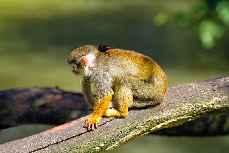 Squirrel Monkey Sitting on a Tree Branch Stock Image - Image of animal ...