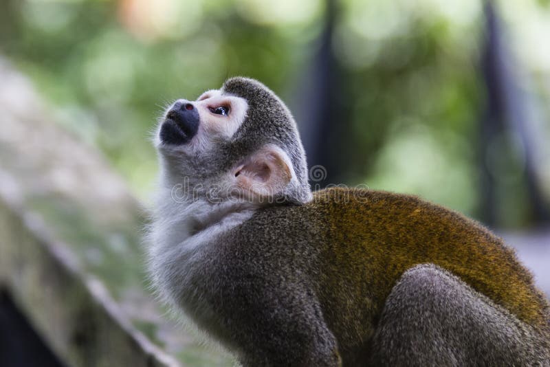 Squirrel Monkey Sky Gazing stock image. Image of south - 36568017