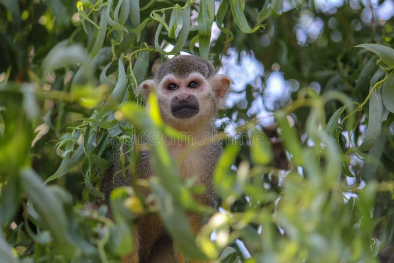 Squirrel Monkey Looking Out of a Tree Stock Image - Image of squirrel ...