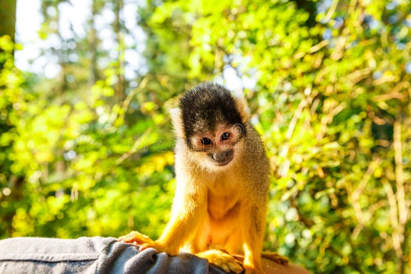 Squirrel monkey stock photo. Image of clever, face, eyes - 125079878