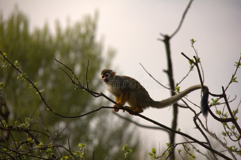 Squirrel monkey. stock image. Image of czechia, little - 107222073