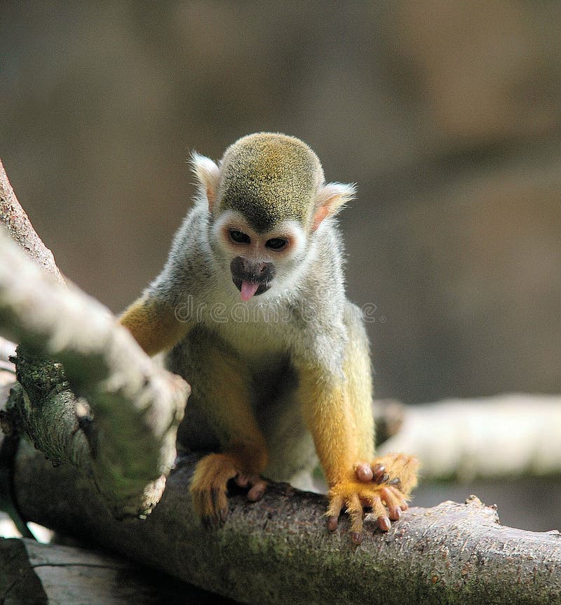 Red-legged Squirrel stock photo. Image of fauna, animal - 25091020