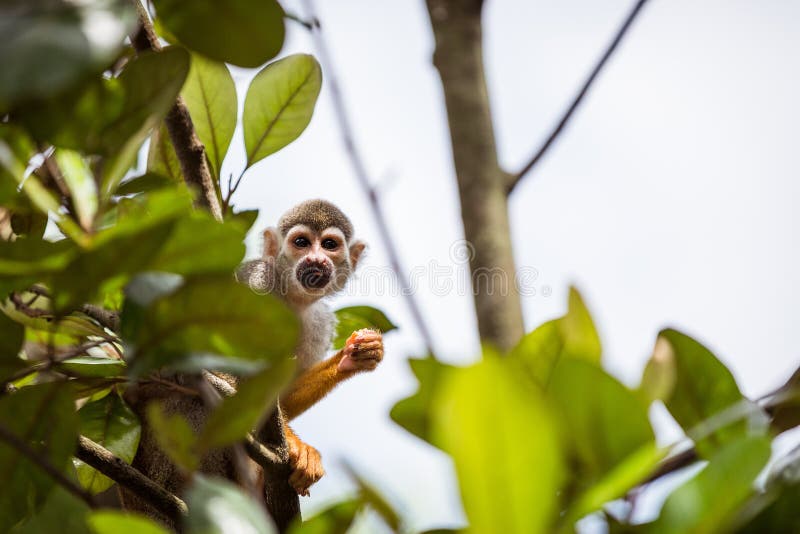 Squirrel Monkey on Top of a Tree Stock Image - Image of flora, little ...