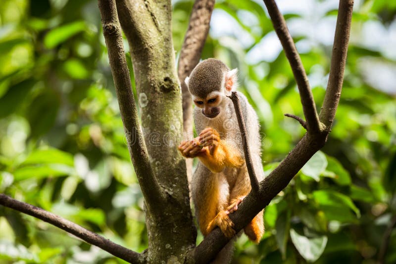 Squirrel Monkey on Top of a Tree Stock Photo - Image of green, animal ...