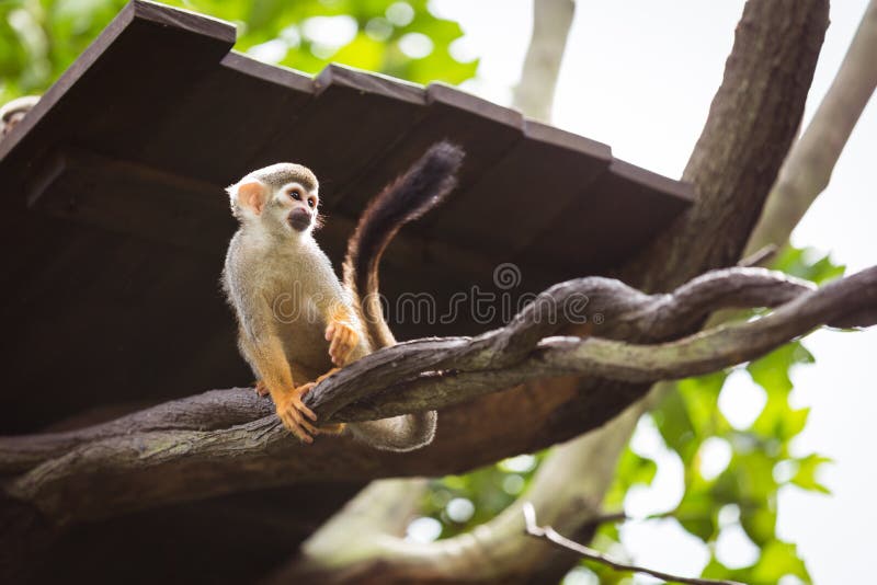 Squirrel Monkey on Top of a Tree Stock Image - Image of flora, green ...