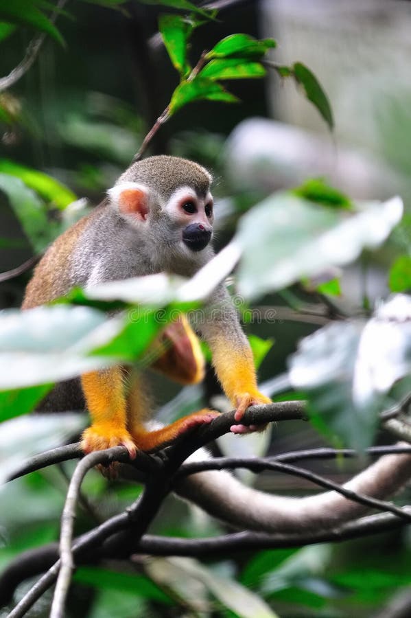Squirrel monkey on a tree stock photo. Image of monkey - 15667680