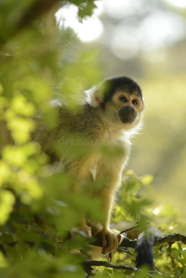 Squirrel monkey in tree stock photo. Image of adorable - 70503510