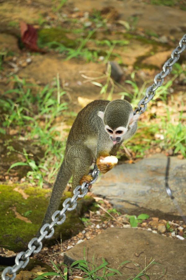 Squirrel Monkey (wild) on Devil S Island Stock Photo - Image of water ...