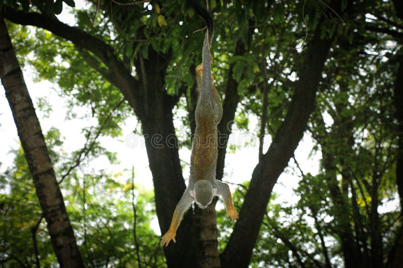 Squirrel Monkey (wild) on Devil S Island Stock Image - Image of rodent ...