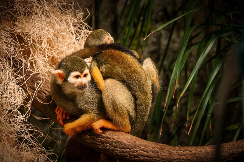 Monkeys Perched on the Forest Ground, Examining a Pile of Stones in Its ...