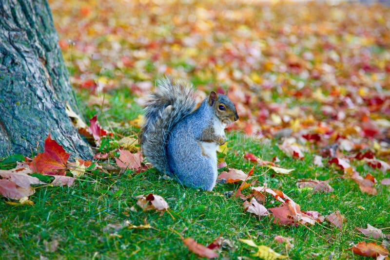 Montreal Mont Royal Squirrel Stock Photos - Free & Royalty-Free Stock ...