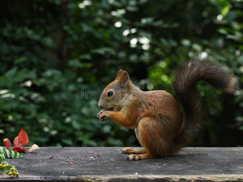 Squirrel in the Morning Park Stock Photo - Image of natural, looking ...