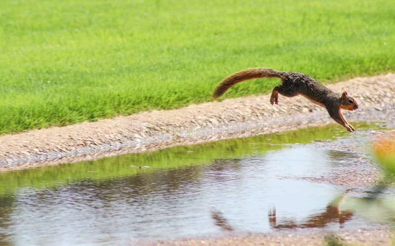 Squirrel in Motion - Squirrel Jumping Over a Ditch in a Park - Caught ...