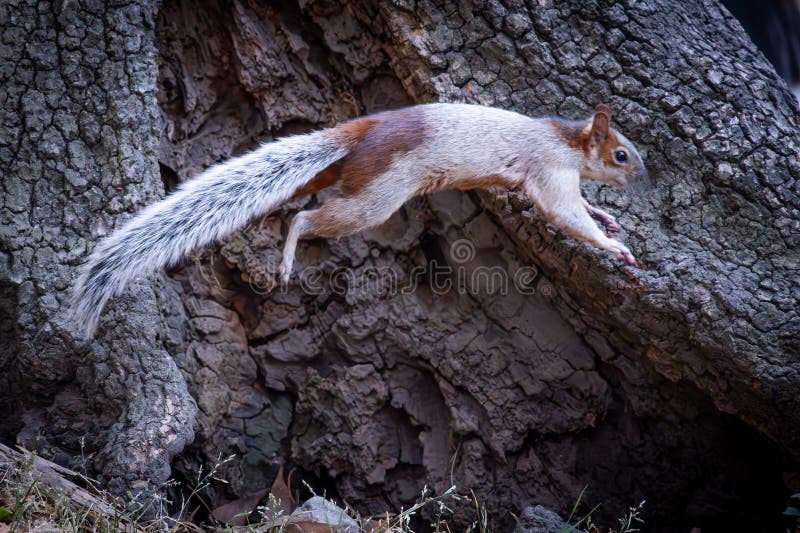 Squirrel on the Move stock photo. Image of furry, adventure - 312068544
