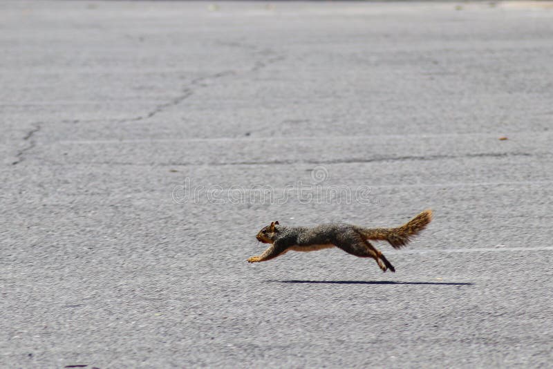 Squirrel on the Move - Running and Caught in a Jump Off the Ground ...
