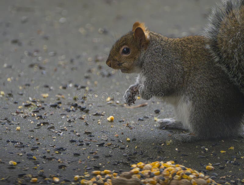 Squirrel Munches on a Nut Outdoors, Enjoying the Day Stock Image ...