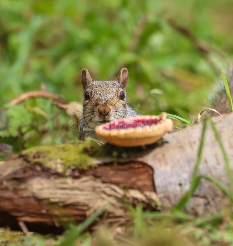 Squirrel Munching on a Slice of Food Atop a Tree Stump Stock Photo ...