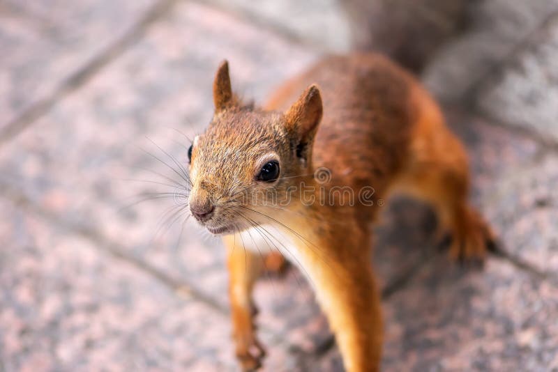 176 Squirrel Reaching Photos - Free & Royalty-Free Stock Photos from ...