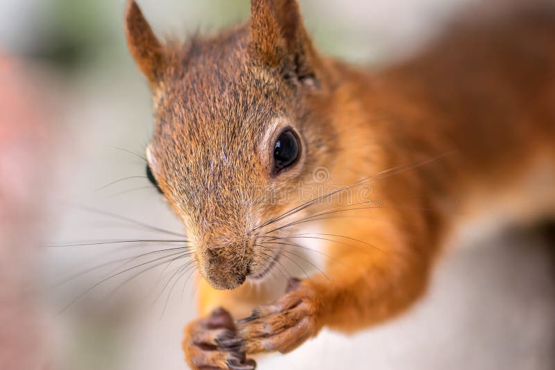 176 Squirrel Reaching Photos - Free & Royalty-Free Stock Photos from ...