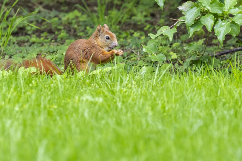 Squirrel in Natural Environment Stock Image - Image of animal ...