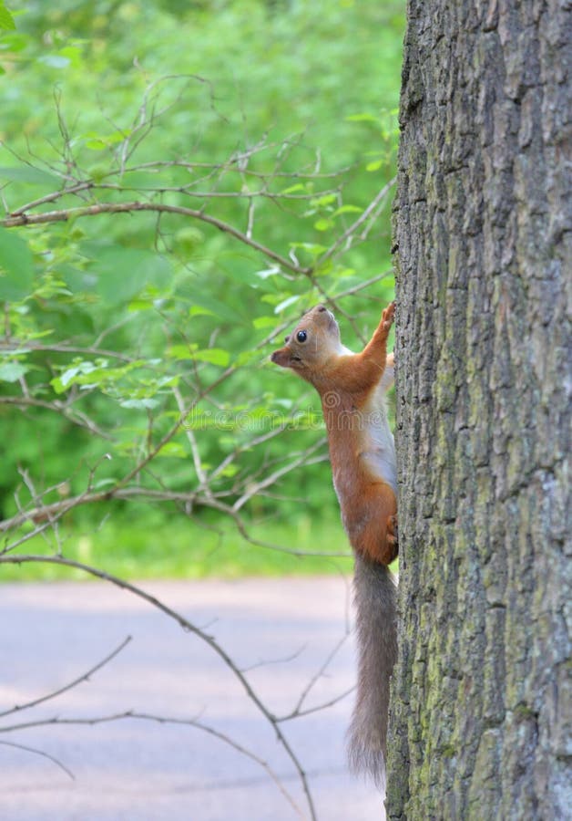 Squirrel in the Natural Environment Stock Image - Image of natural ...