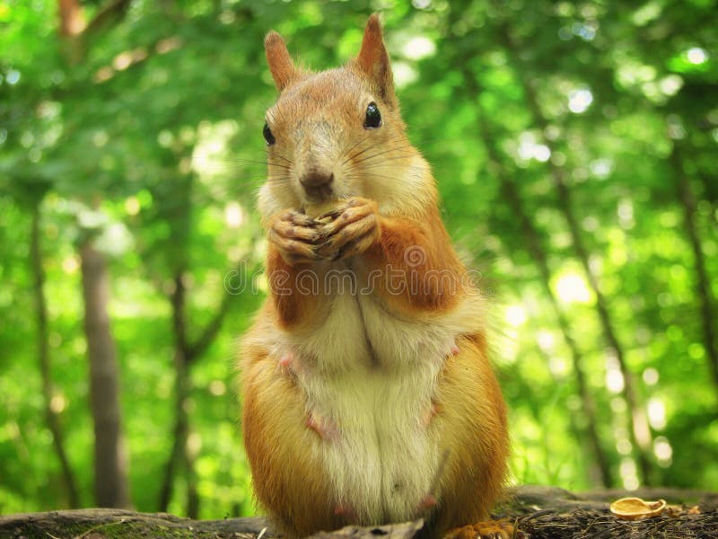 Squirrel in the Spring Changes Its Coat from Grey To Red. Curious ...
