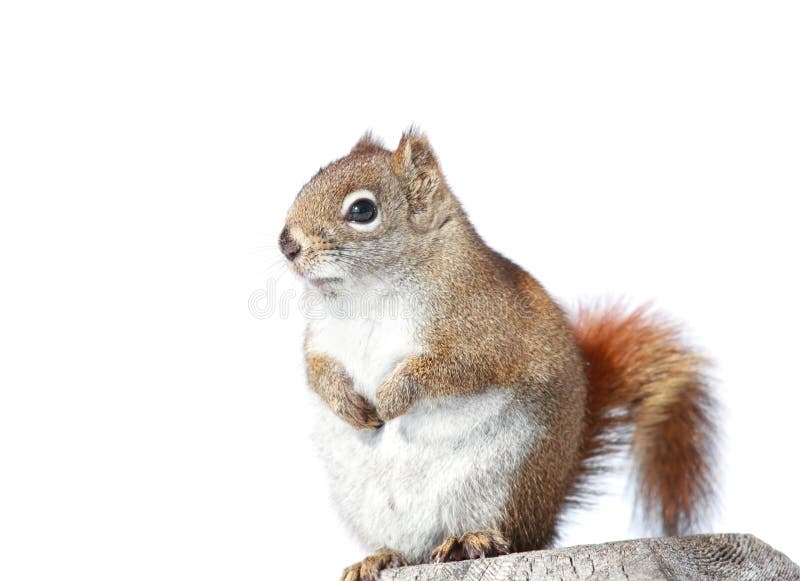 Beautiful rodent stock photo. Image of beauty, quebec - 29757694